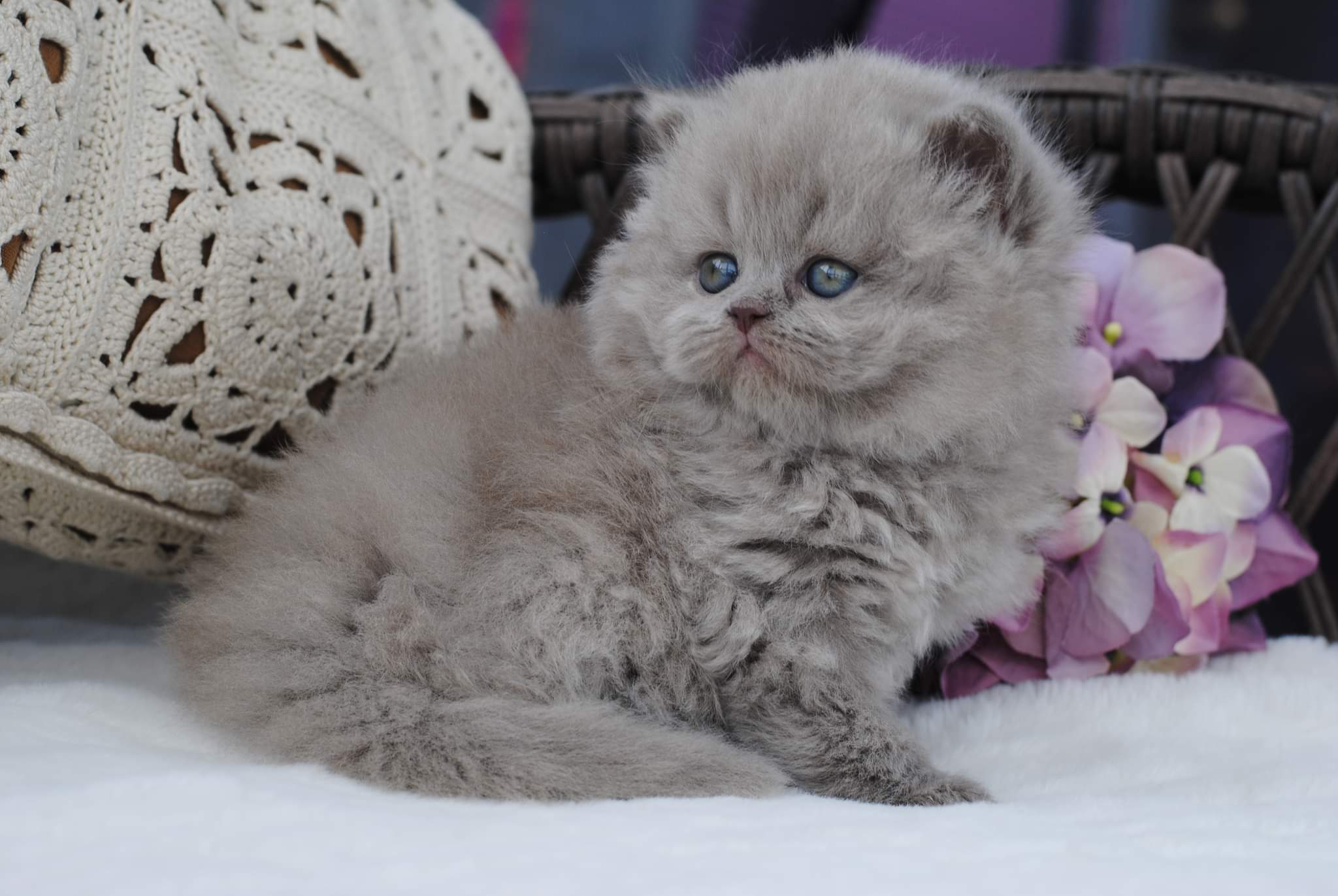 Kittens – British Royalty Cattery