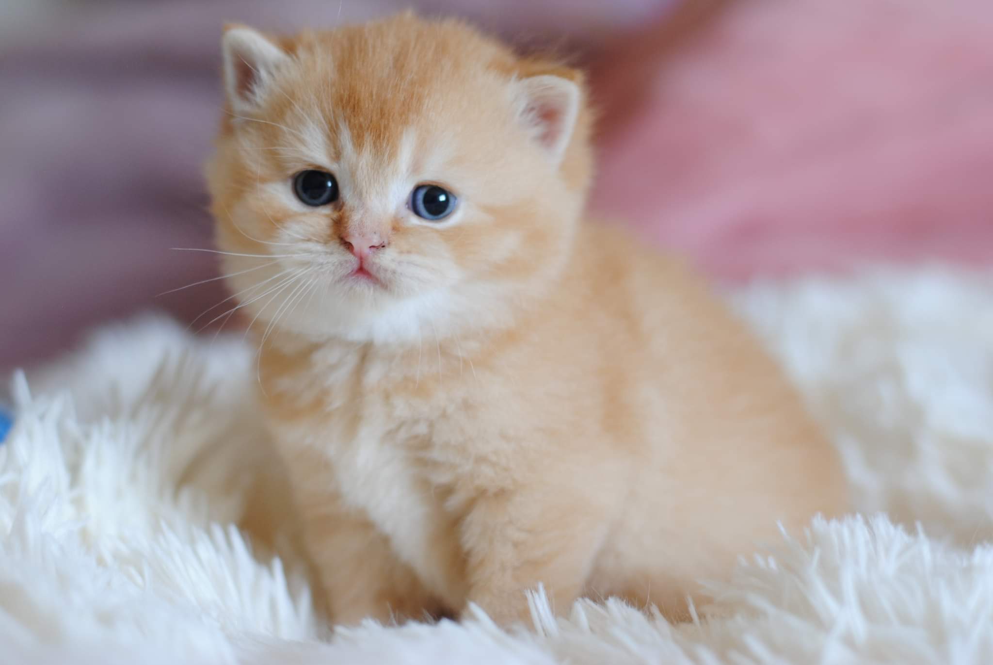 Kittens – British Royalty Cattery