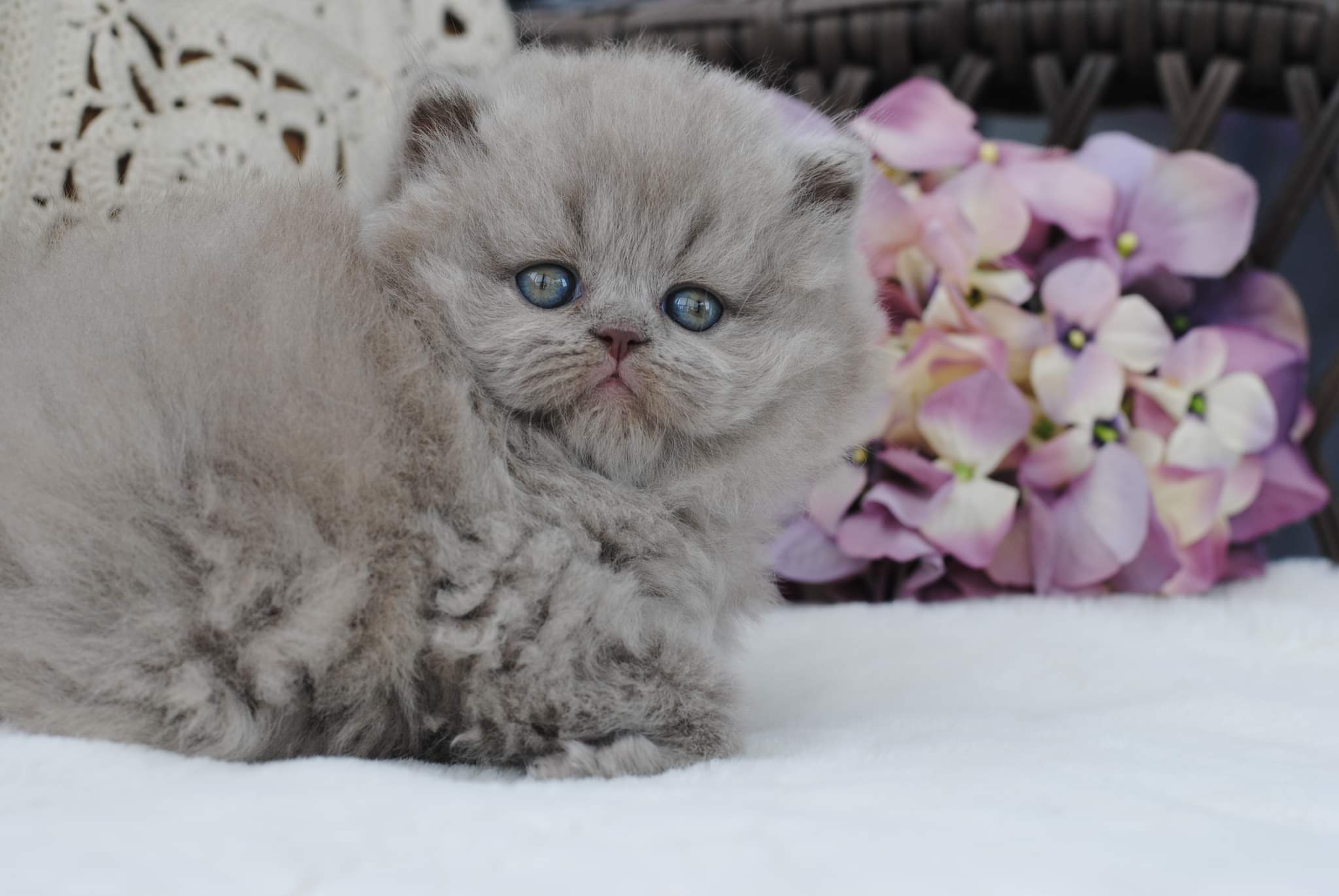 Kittens – British Royalty Cattery