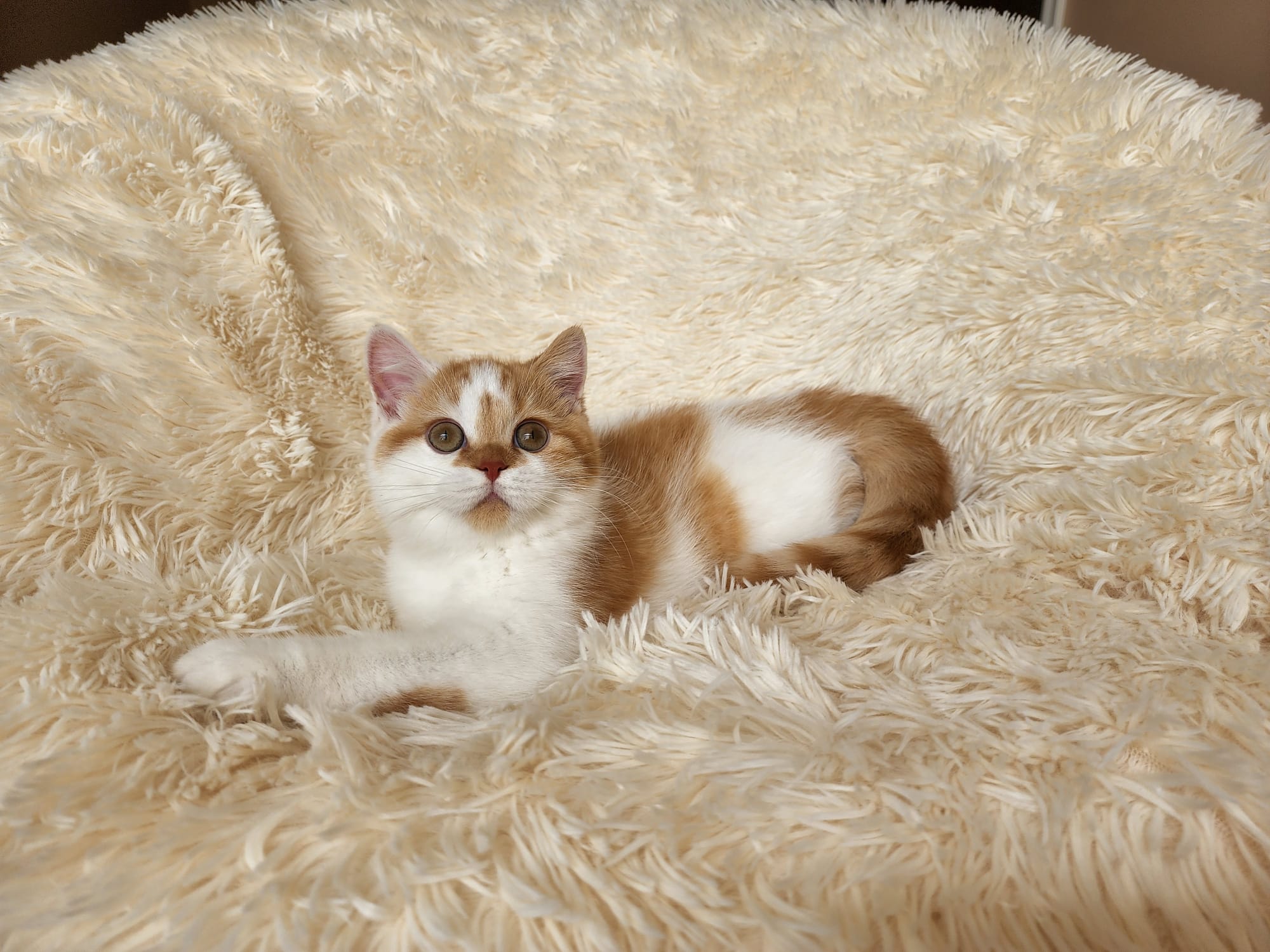 Kittens – British Royalty Cattery