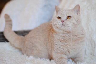 Kings – British Royalty Cattery