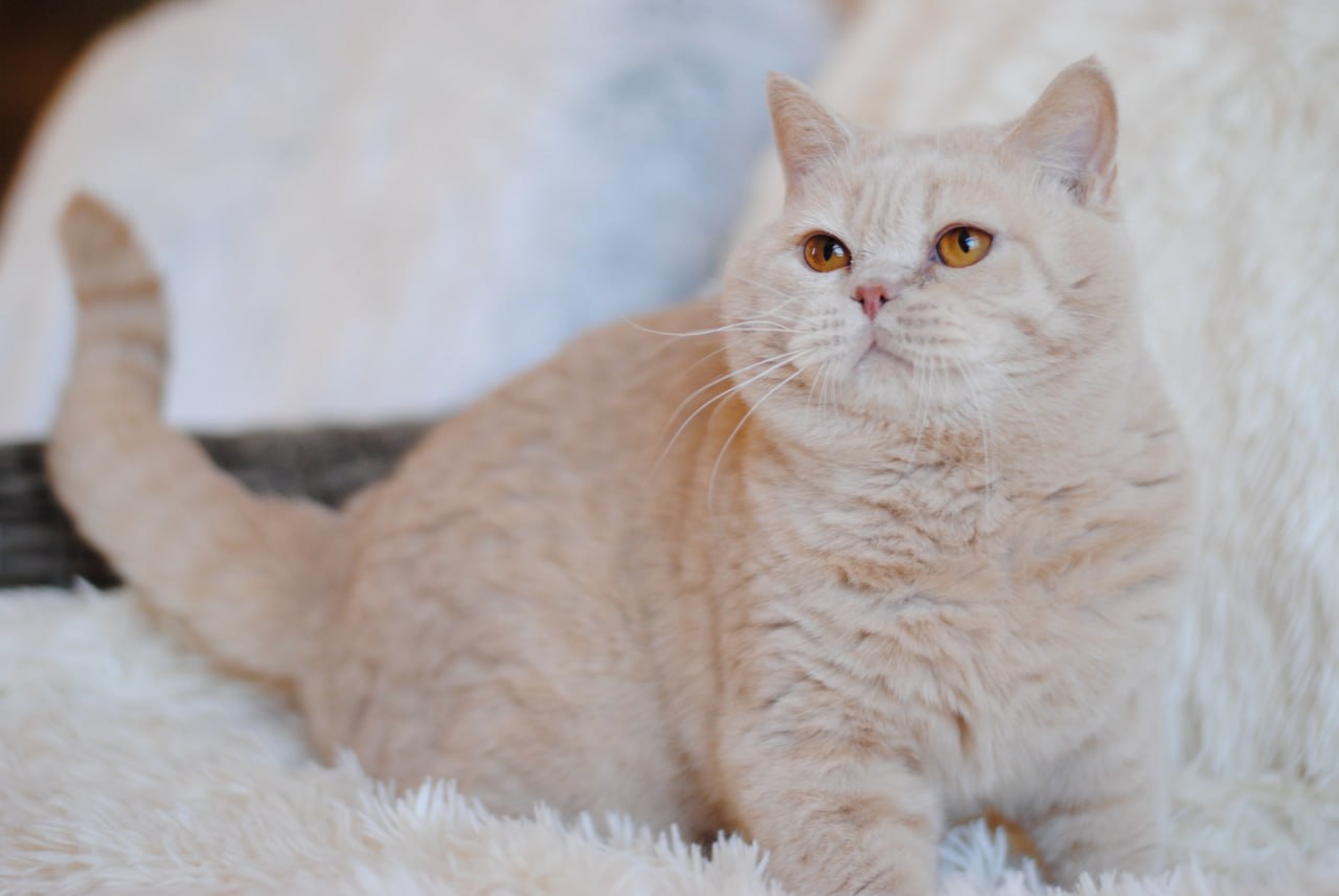 Kings – British Royalty Cattery