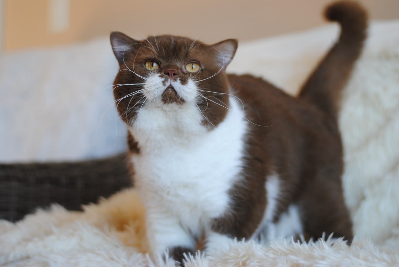 Rois/Kings – British Royalty Cattery