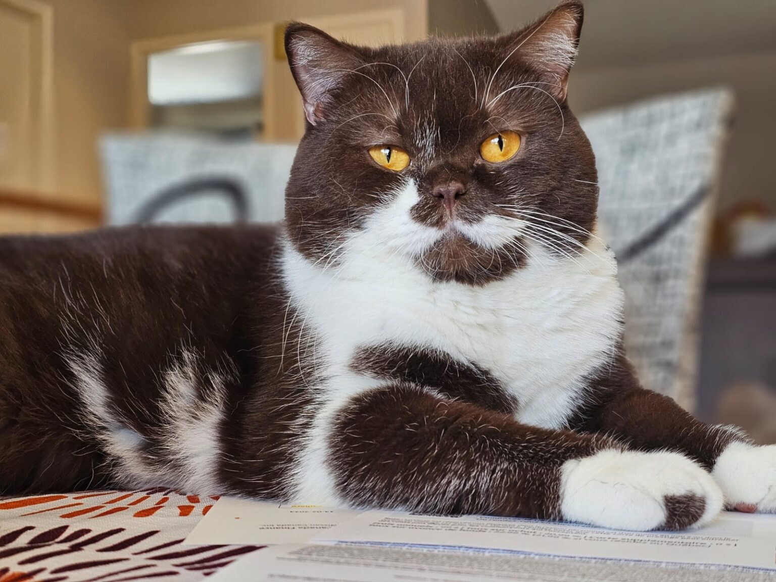 Rois/Kings – British Royalty Cattery