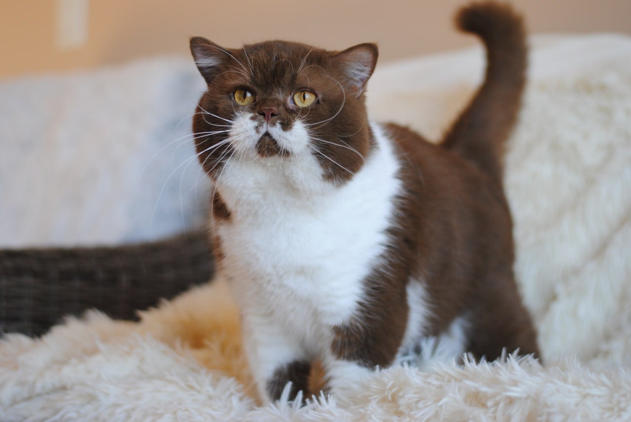 Rois/Kings – British Royalty Cattery