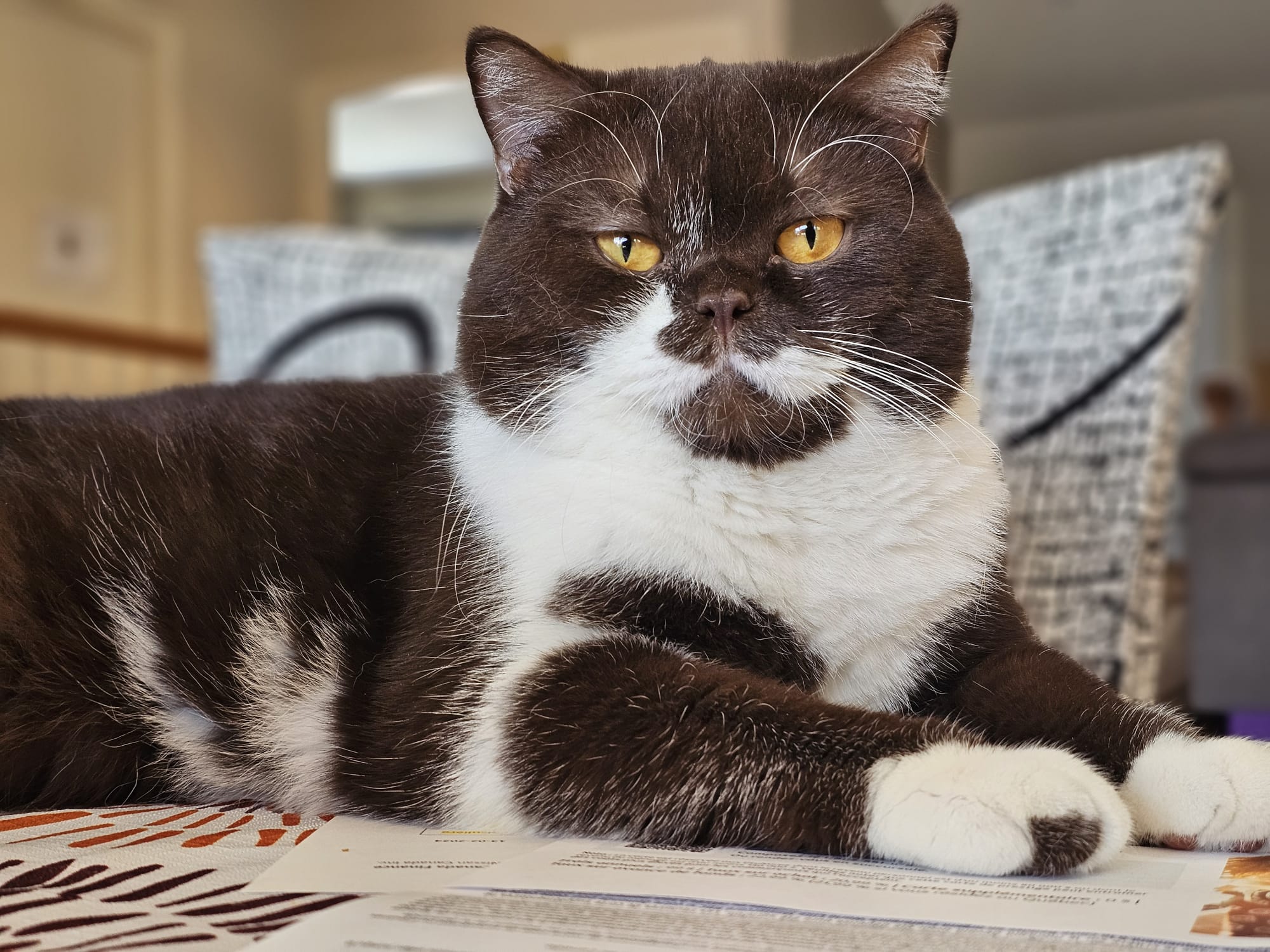 Kings – British Royalty Cattery