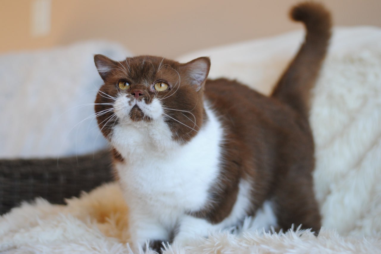 Rois/Kings – British Royalty Cattery