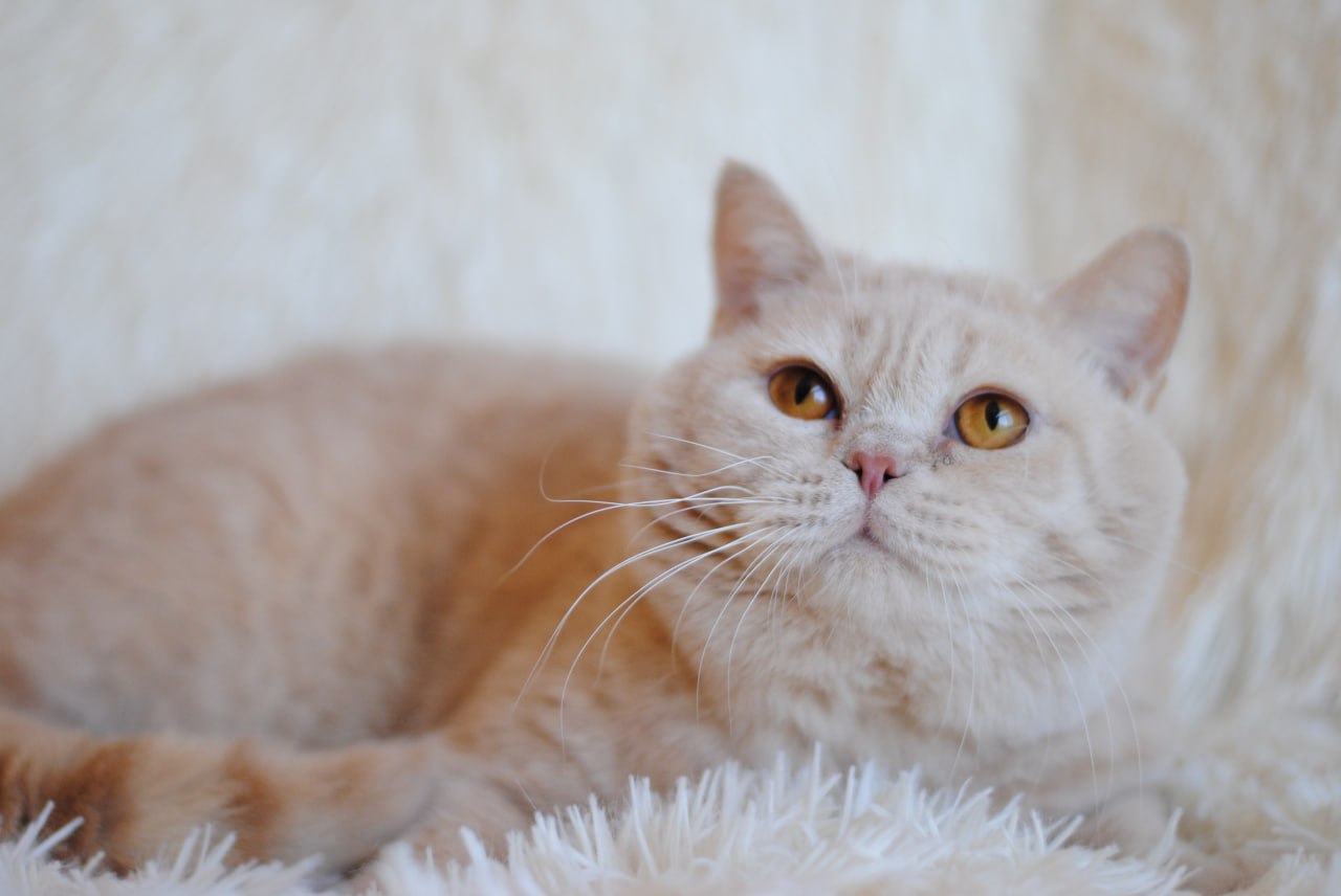 Kings – British Royalty Cattery