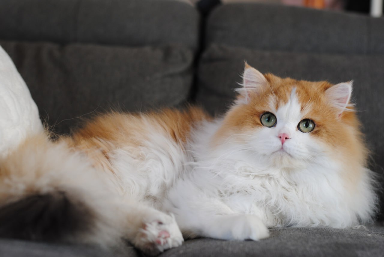 Rois/Kings – British Royalty Cattery