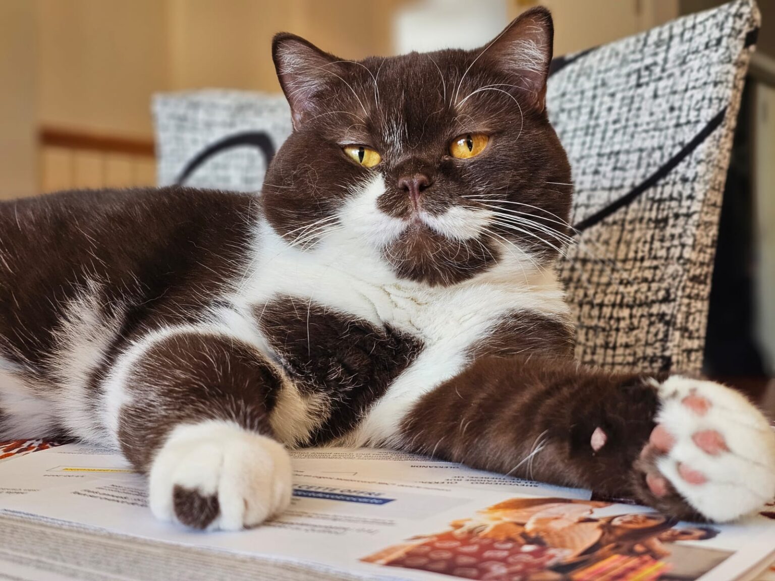 Rois/Kings – British Royalty Cattery