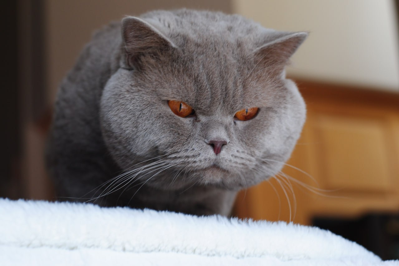 Kings – British Royalty Cattery