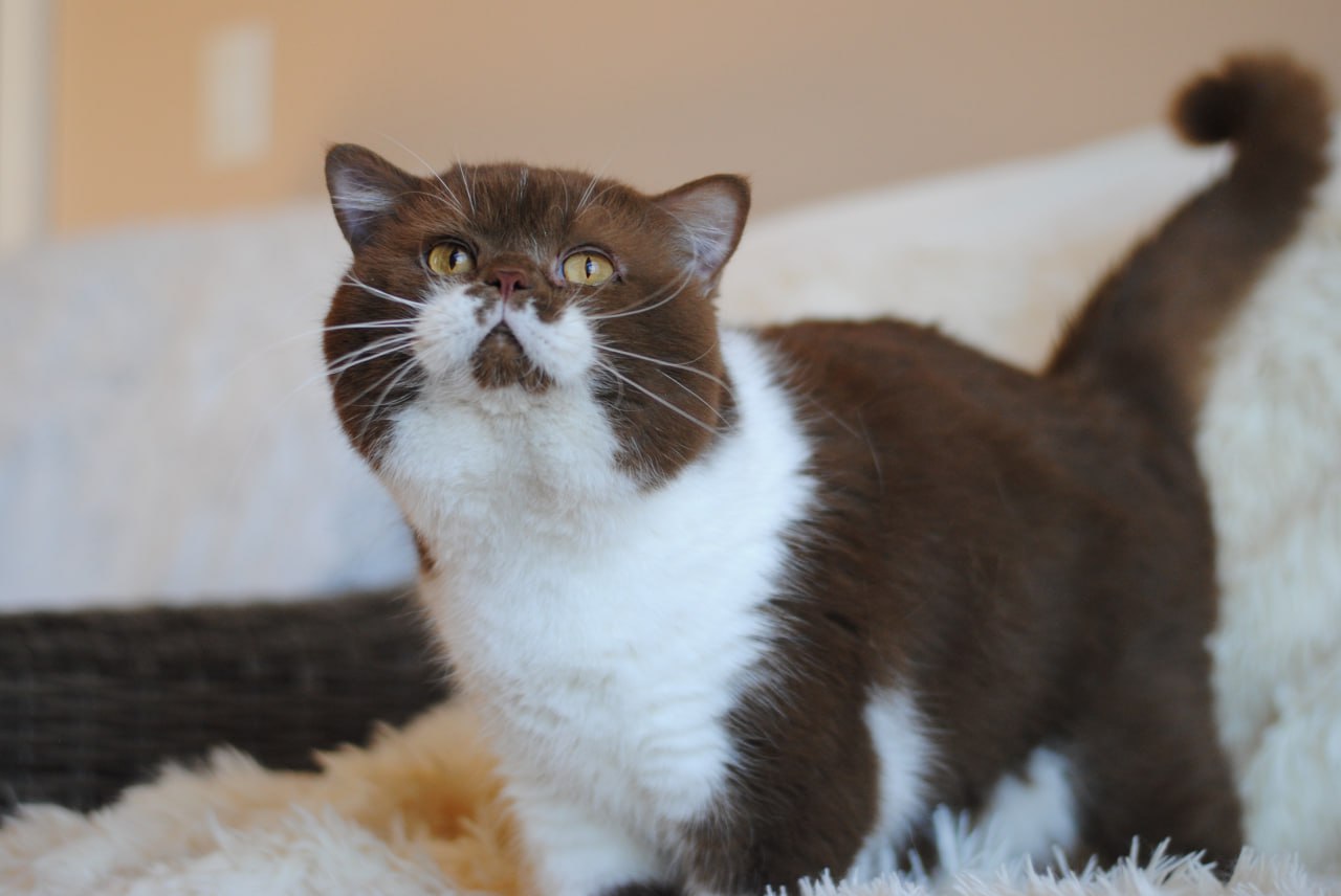 Rois/Kings – British Royalty Cattery