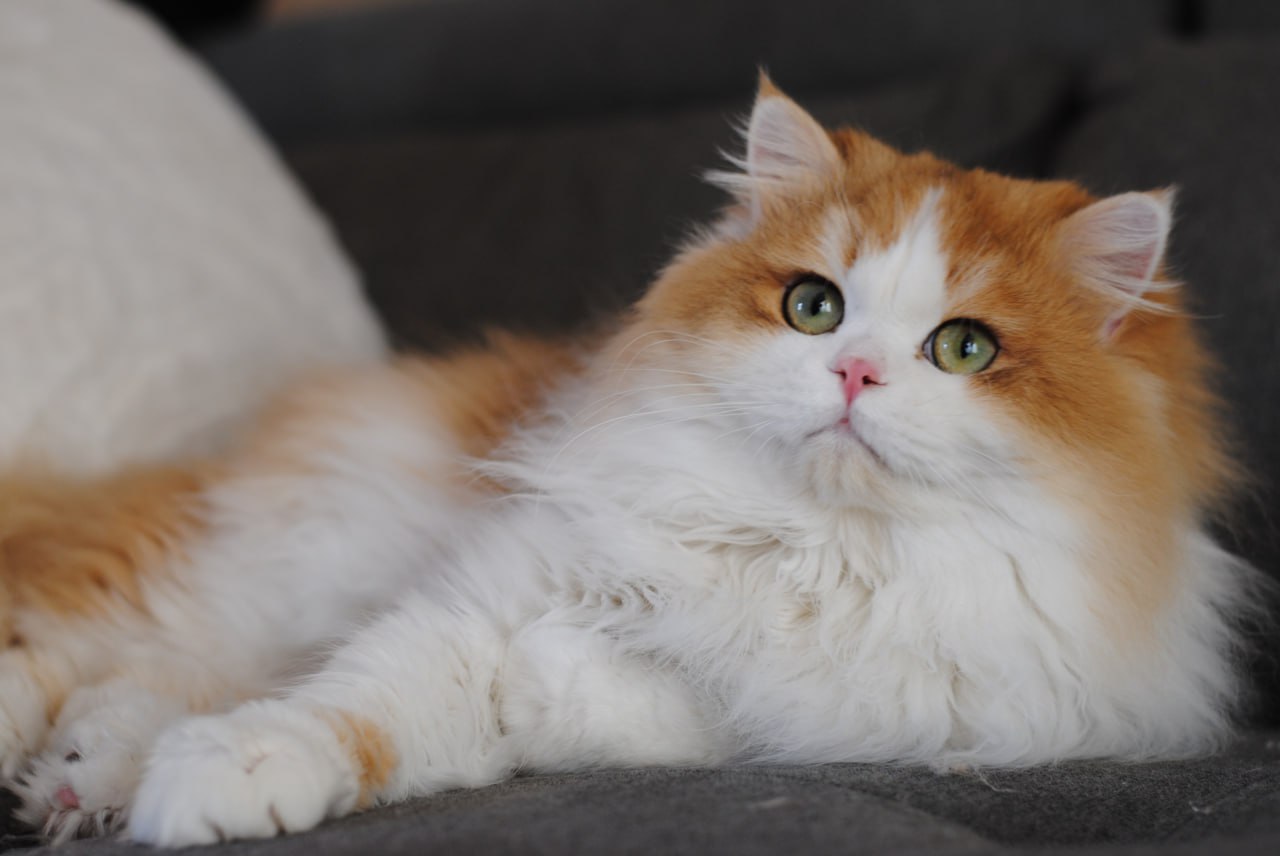 Rois/Kings – British Royalty Cattery