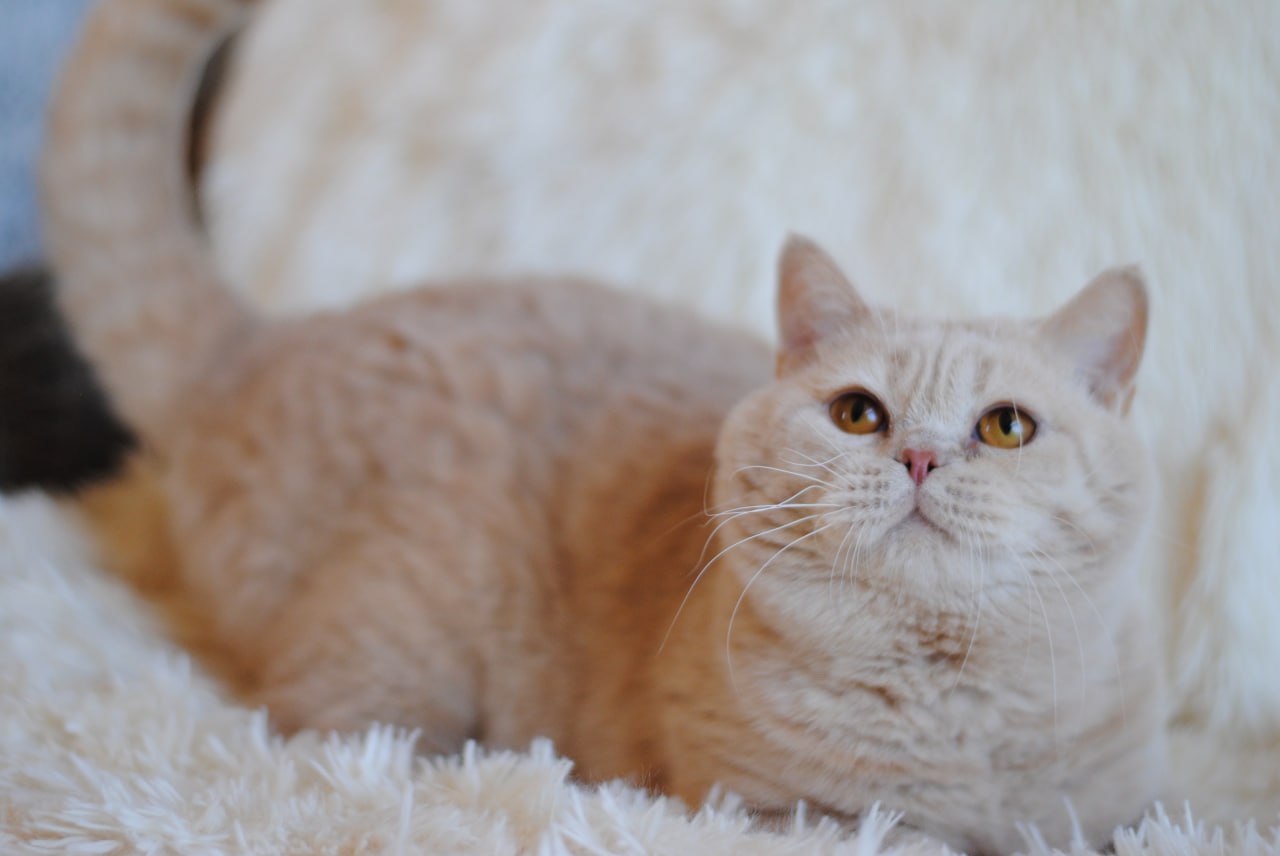 Kings – British Royalty Cattery