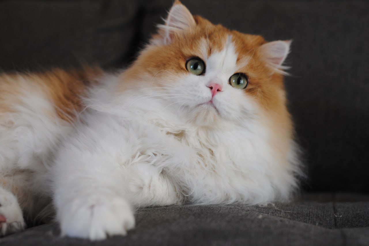 Rois/Kings – British Royalty Cattery