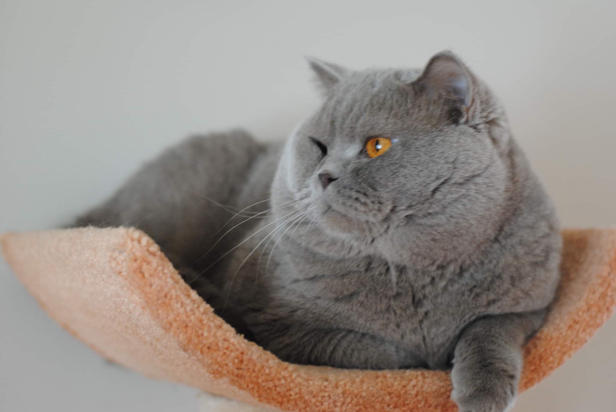 Kings – British Royalty Cattery