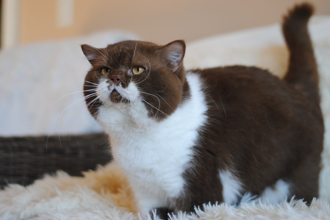 Rois/Kings – British Royalty Cattery